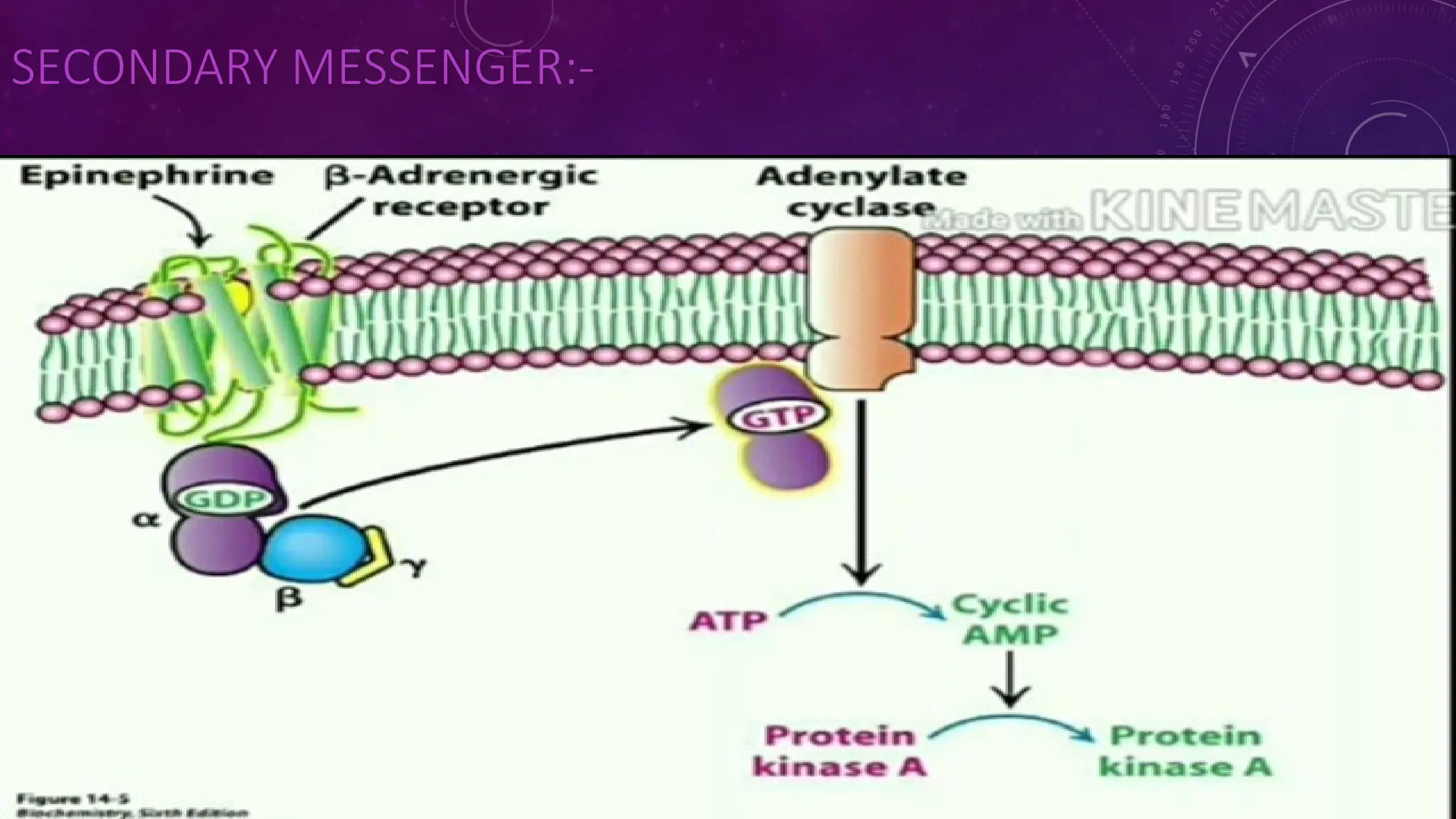 cell biology secondary messenger ppt.pptx
