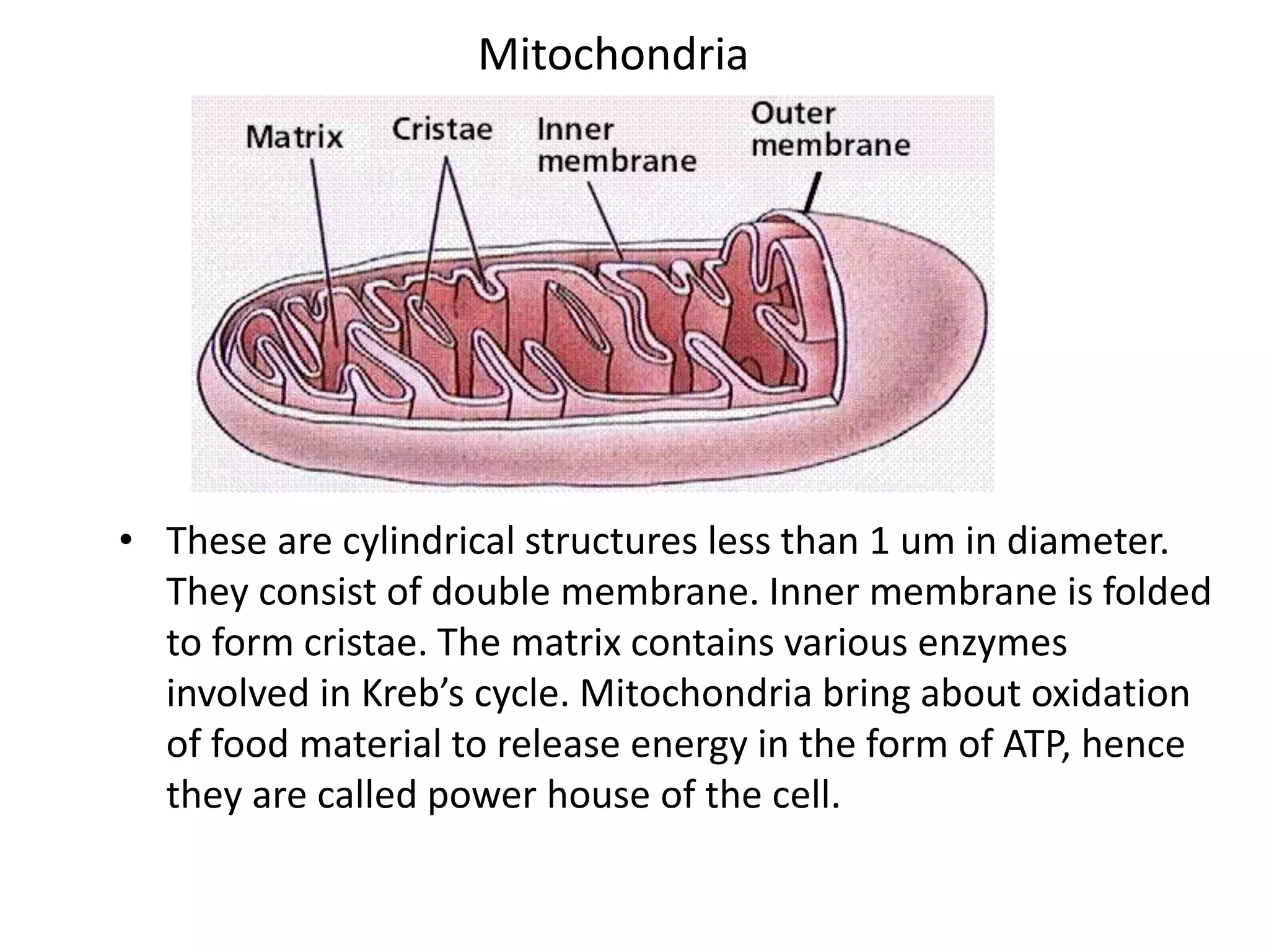 Cell biology structure of cell | PPTX