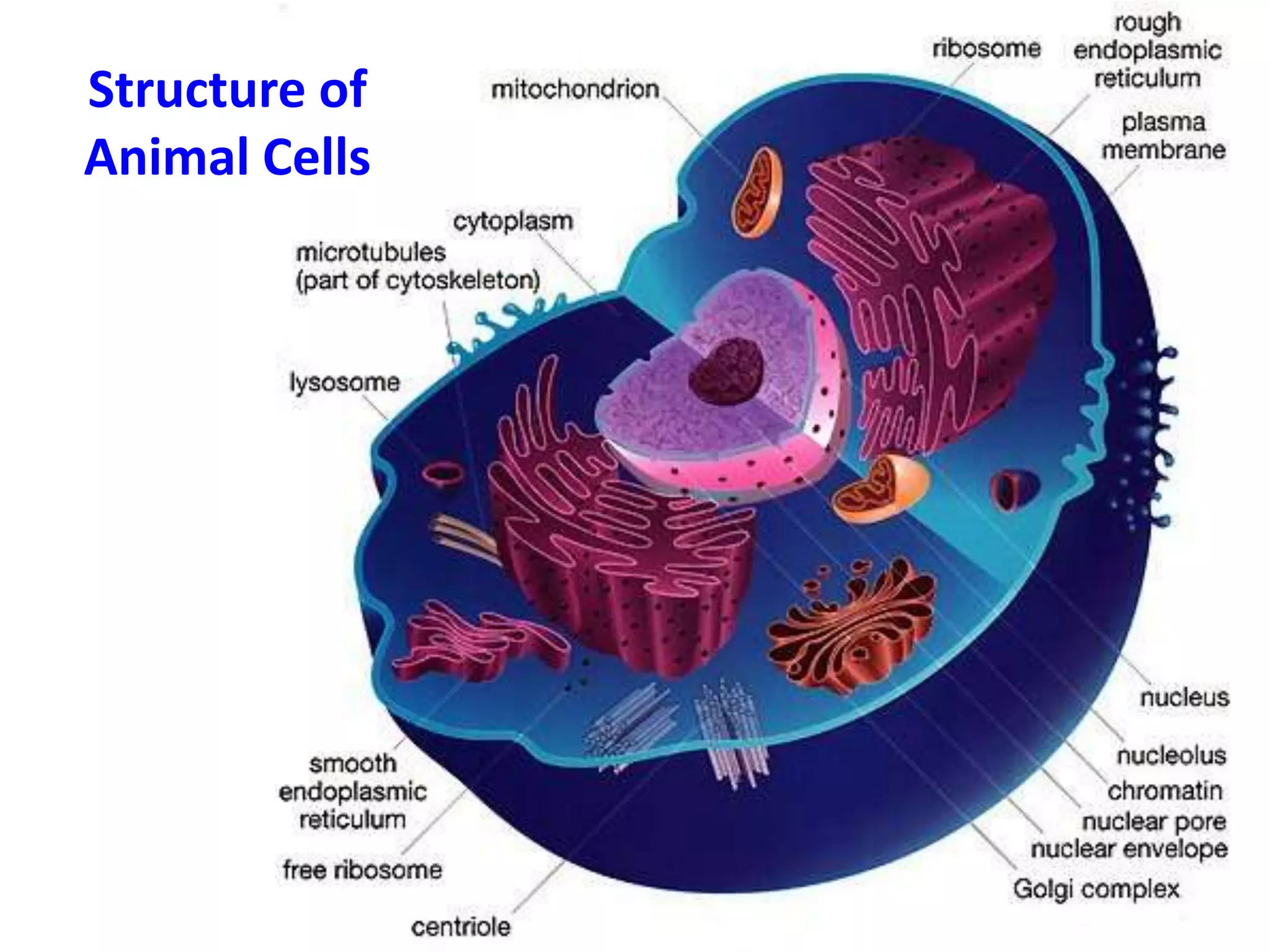 Cell biology structure of cell | PPTX