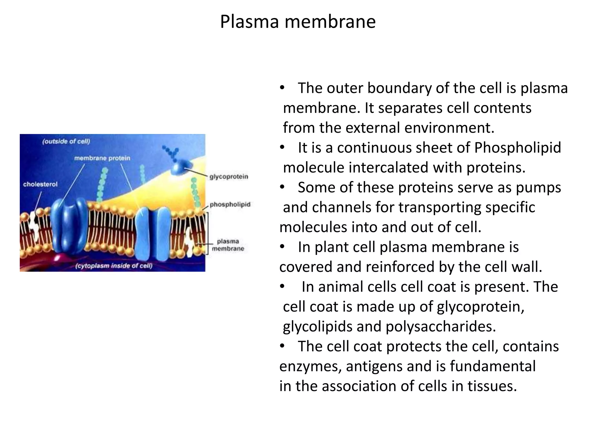 Cell biology structure of cell | PPTX