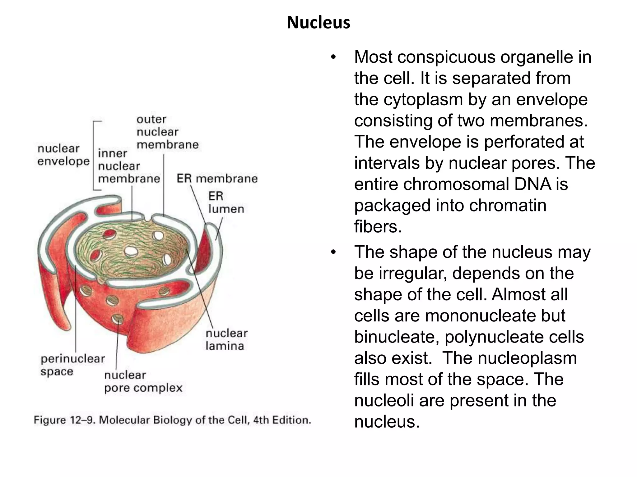 Cell biology structure of cell | PPTX