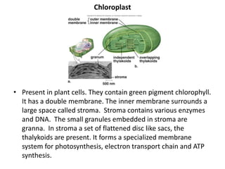 Cell biology structure of cell | PPT