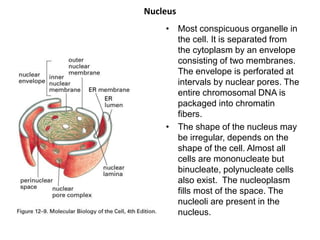 Cell biology structure of cell | PPT