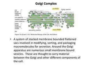 Cell biology structure of cell | PPTX