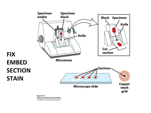Cell biology techniques | PPT | Biological Sciences | Science