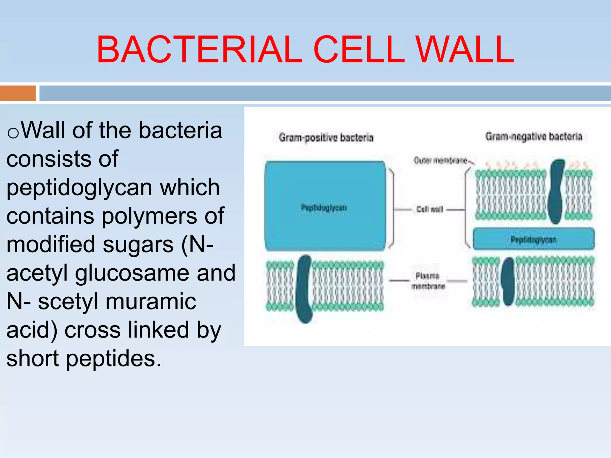 Cell Wall | PPTX