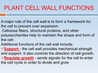 Cell Wall | PPTX | Gardening | Home & Garden