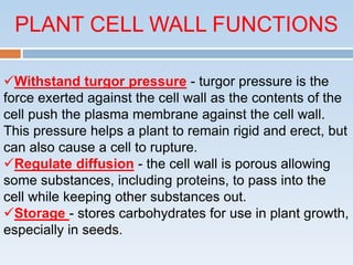 Cell Wall | PPTX