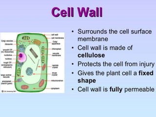 Cell Wall | PPT