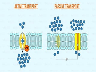 CELL BIO PPT ON ACTIVE AND PASSIVE TRANSPORT | PPTX