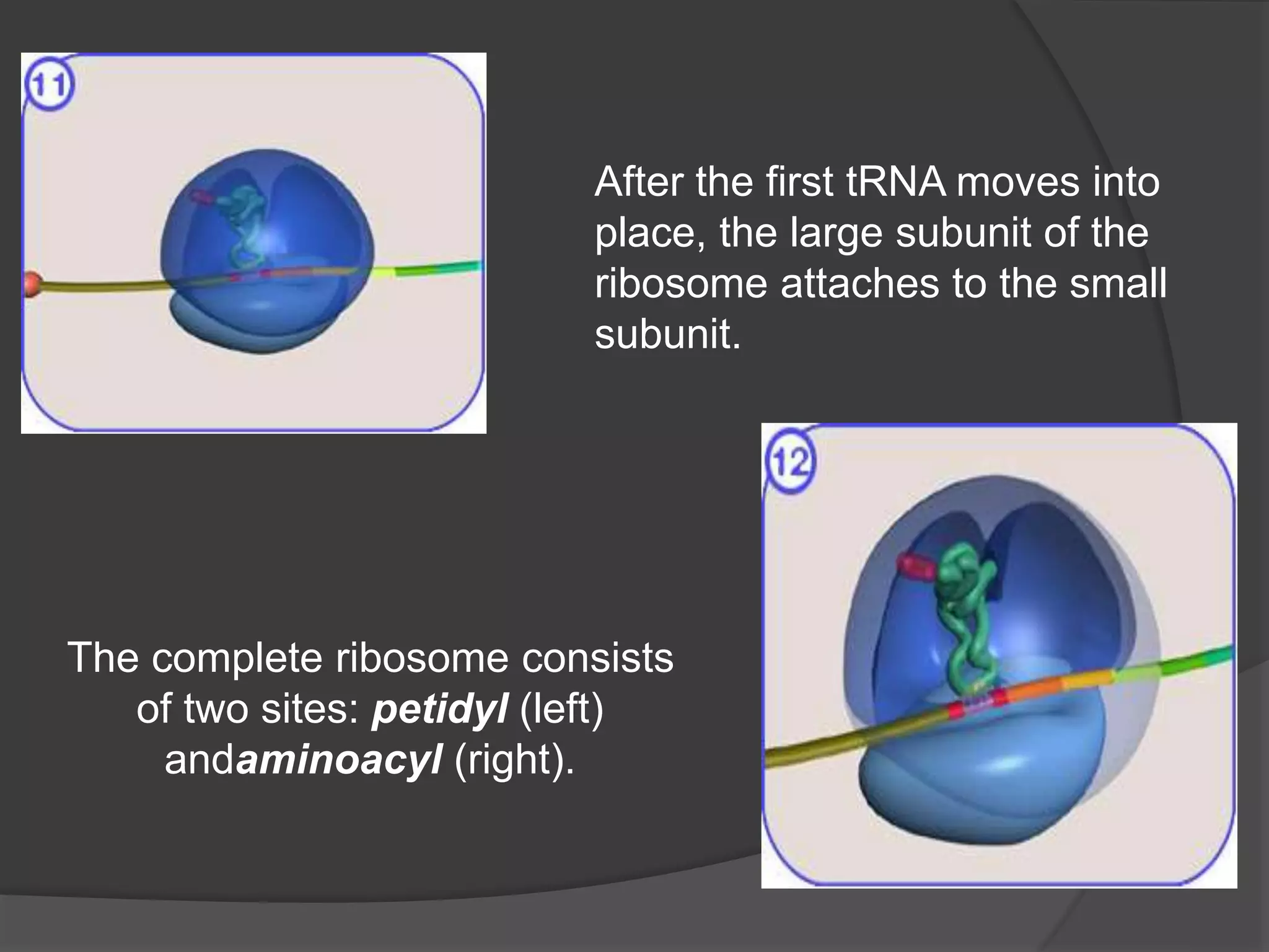 RIBOSOMES | PPTX
