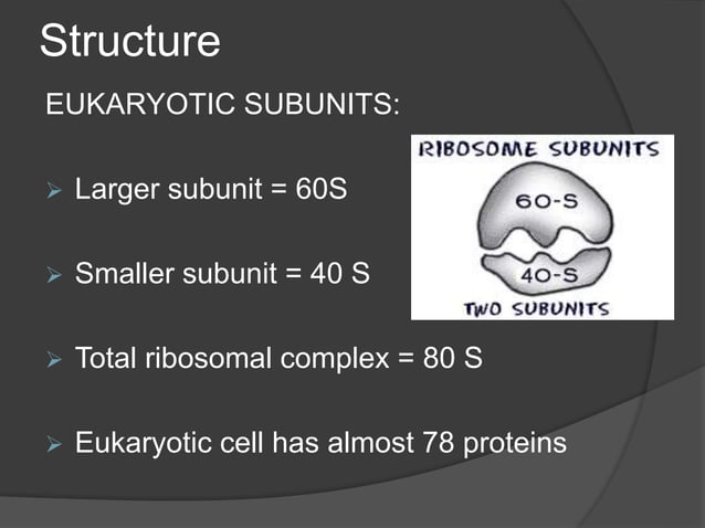 RIBOSOMES | PPTX | Biological Sciences | Science