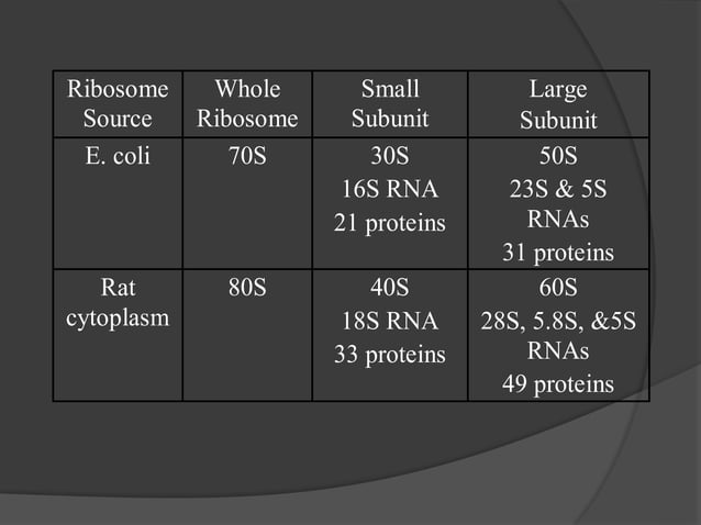 RIBOSOMES | PPTX | Biological Sciences | Science