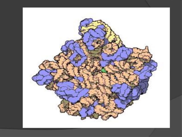 RIBOSOMES | PPTX | Biological Sciences | Science