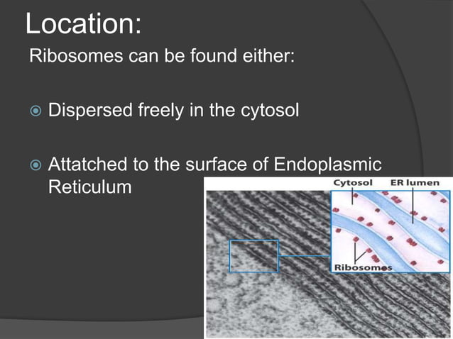 RIBOSOMES | PPTX | Biological Sciences | Science