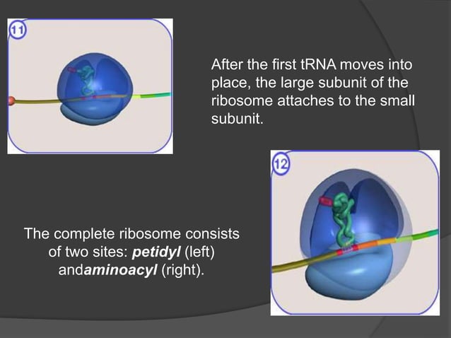 RIBOSOMES | PPTX | Biological Sciences | Science