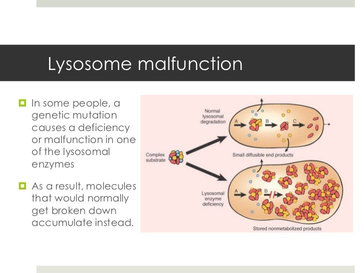 Organelles & Diseases Related
