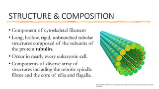 microtubules.pptx