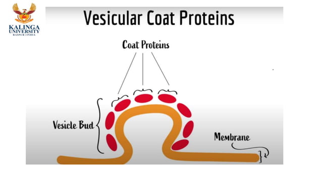 Cell Bio_Transport Vesicular.pptx