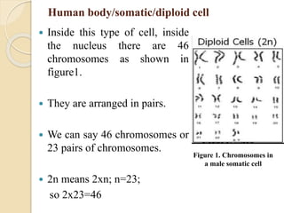 Presentation on the Cell, cell cycle.pptx