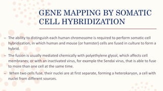 Cell cell hybridization or somatic cell hybridization | PPTX