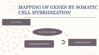 Cell cell hybridization or somatic cell hybridization | PPTX