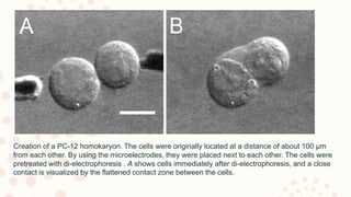 Cell cell hybridization or somatic cell hybridization | PPTX