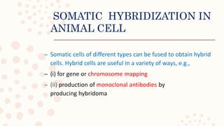 Cell cell hybridization or somatic cell hybridization | PPTX