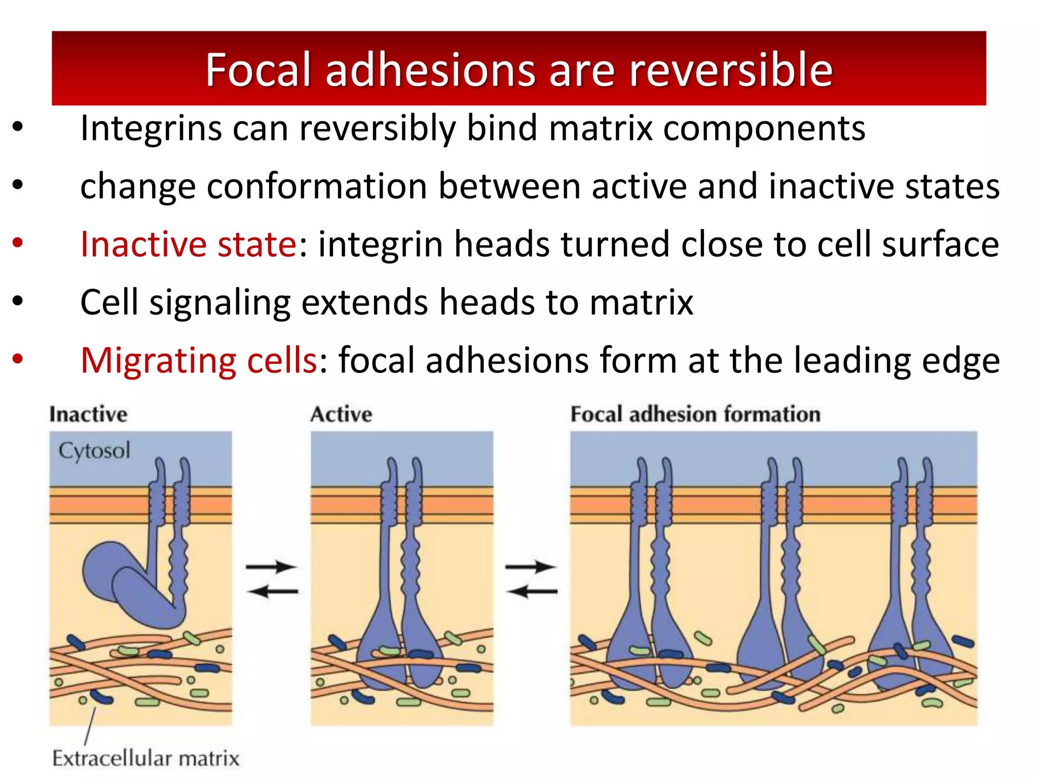 Cell cell interactions.ppt