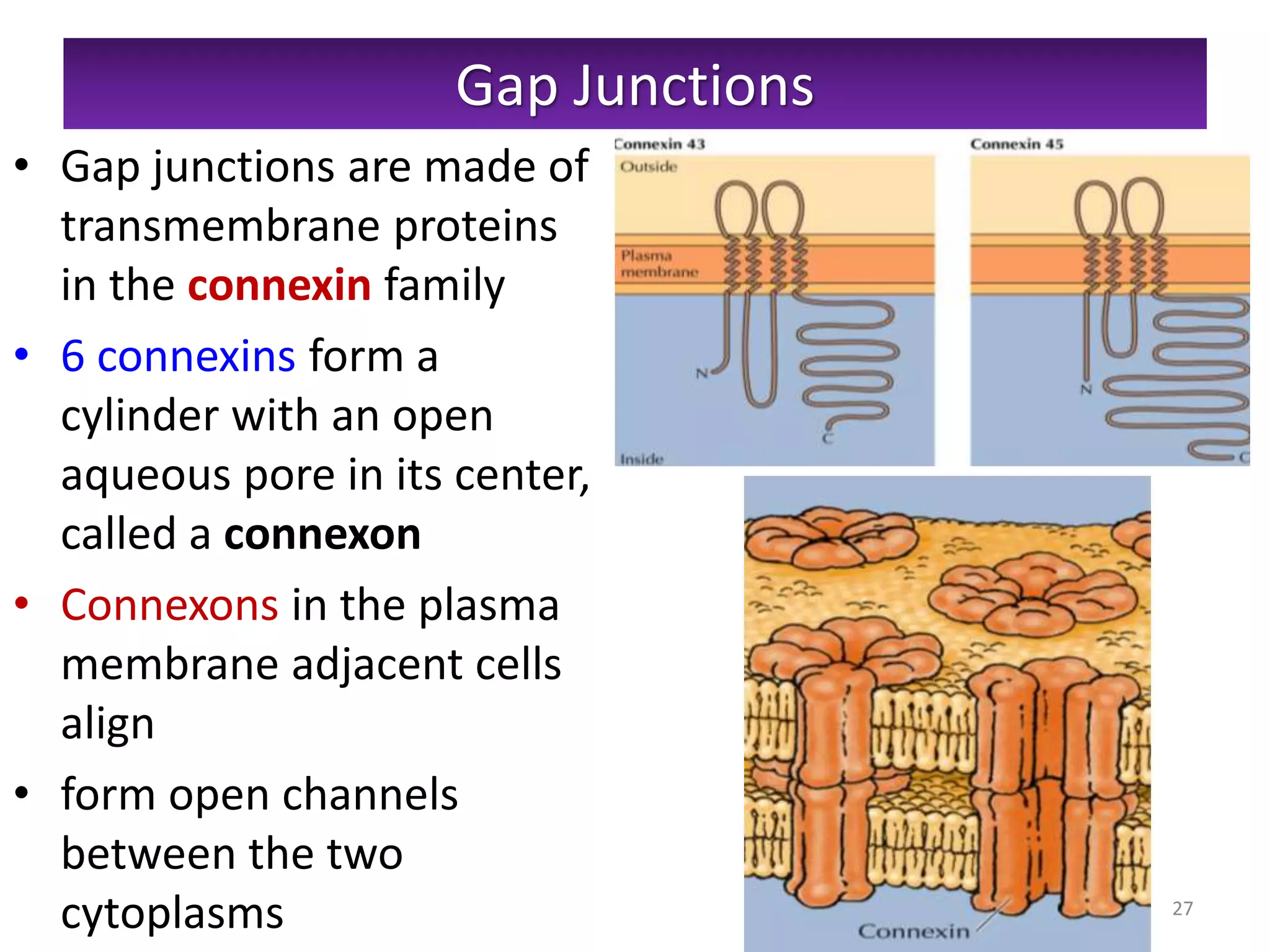 Cell cell interactions.ppt