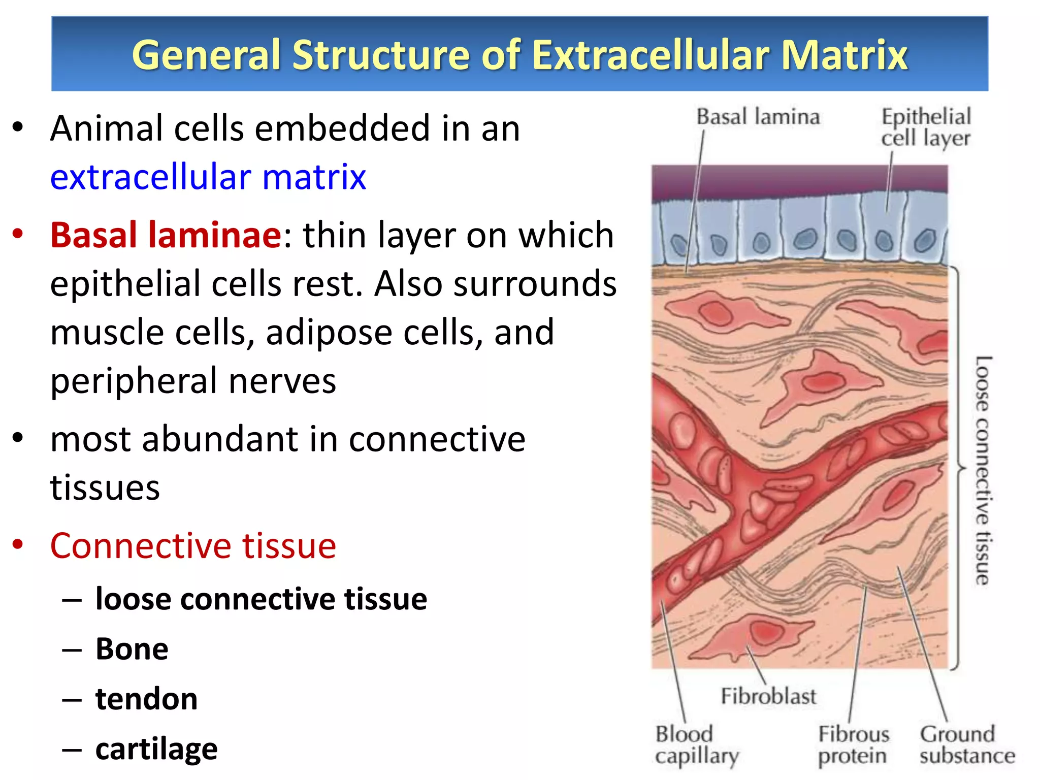 Cell cell interactions.ppt