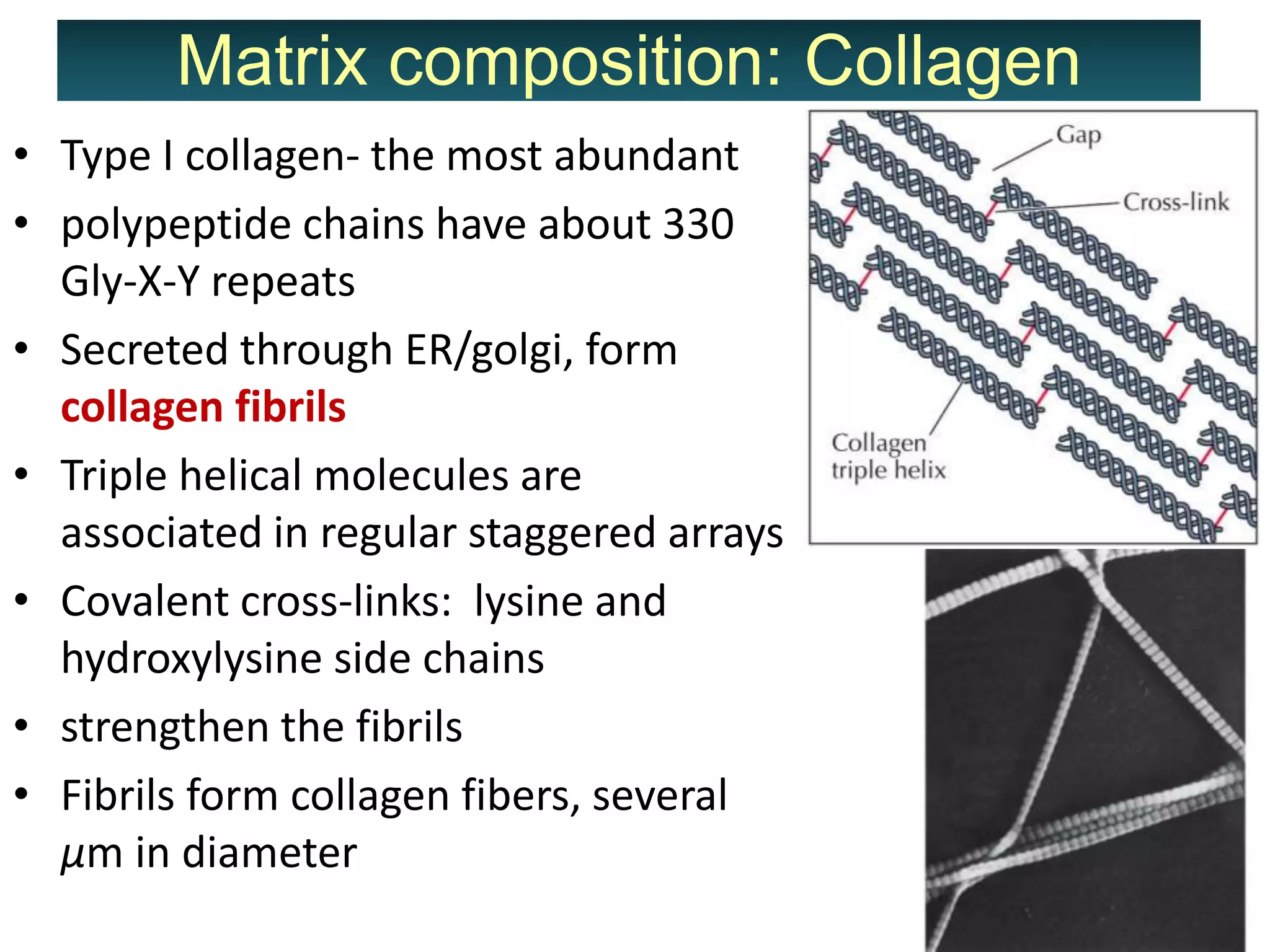 Cell cell interactions.ppt