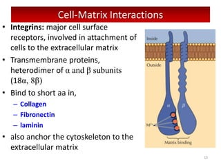 Cell cell interactions.ppt