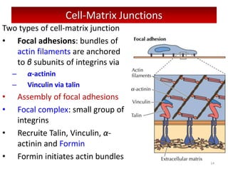 Cell cell interactions.ppt