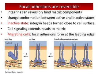 Cell cell interactions.ppt