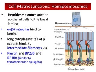 Cell cell interactions.ppt