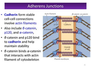 Cell cell interactions.ppt