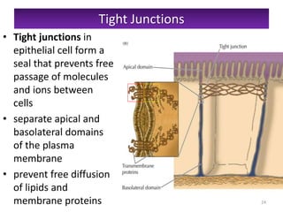 Cell cell interactions.ppt