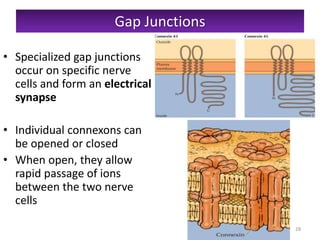 Cell cell interactions.ppt