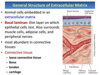 Cell cell interactions.ppt