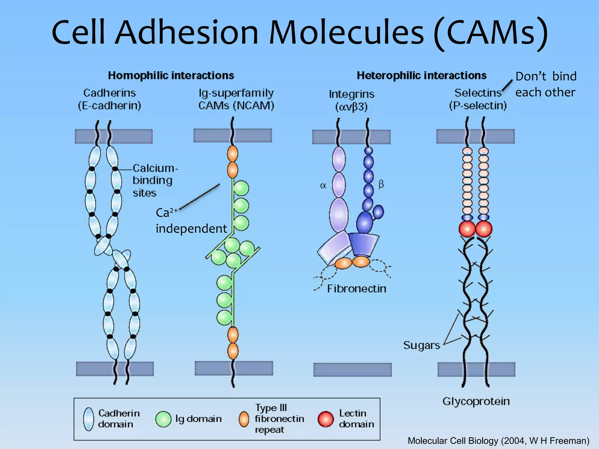 Cell-Cell Interaction (Part 1: Cell Junctions) | PPTX