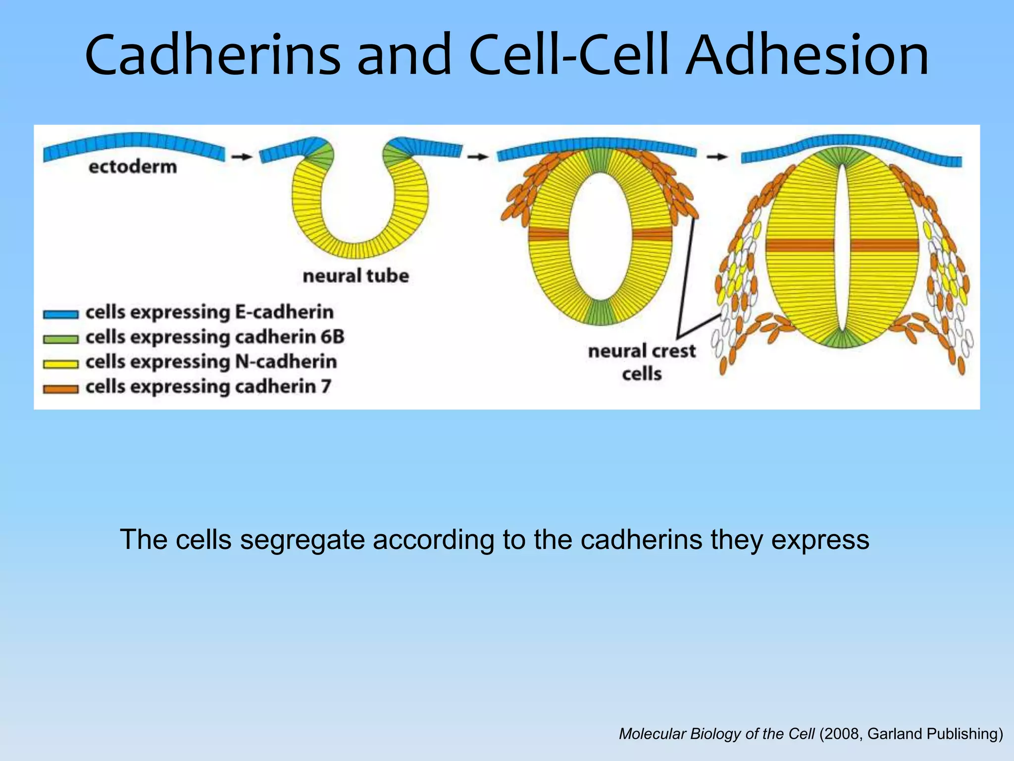 Cell-Cell Interaction (Part 1: Cell Junctions) | PPTX