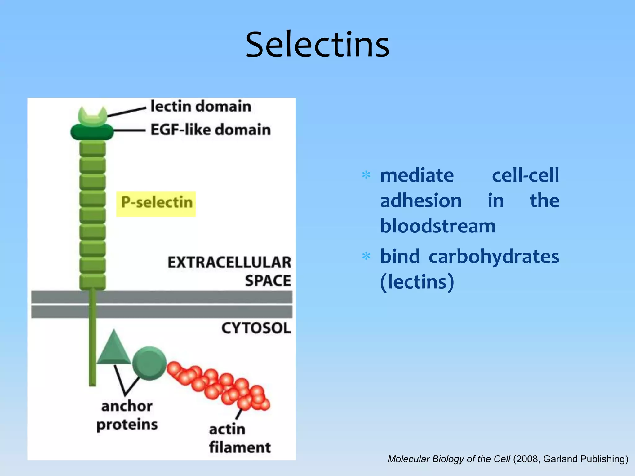 Cell-Cell Interaction (Part 1: Cell Junctions) | PPTX