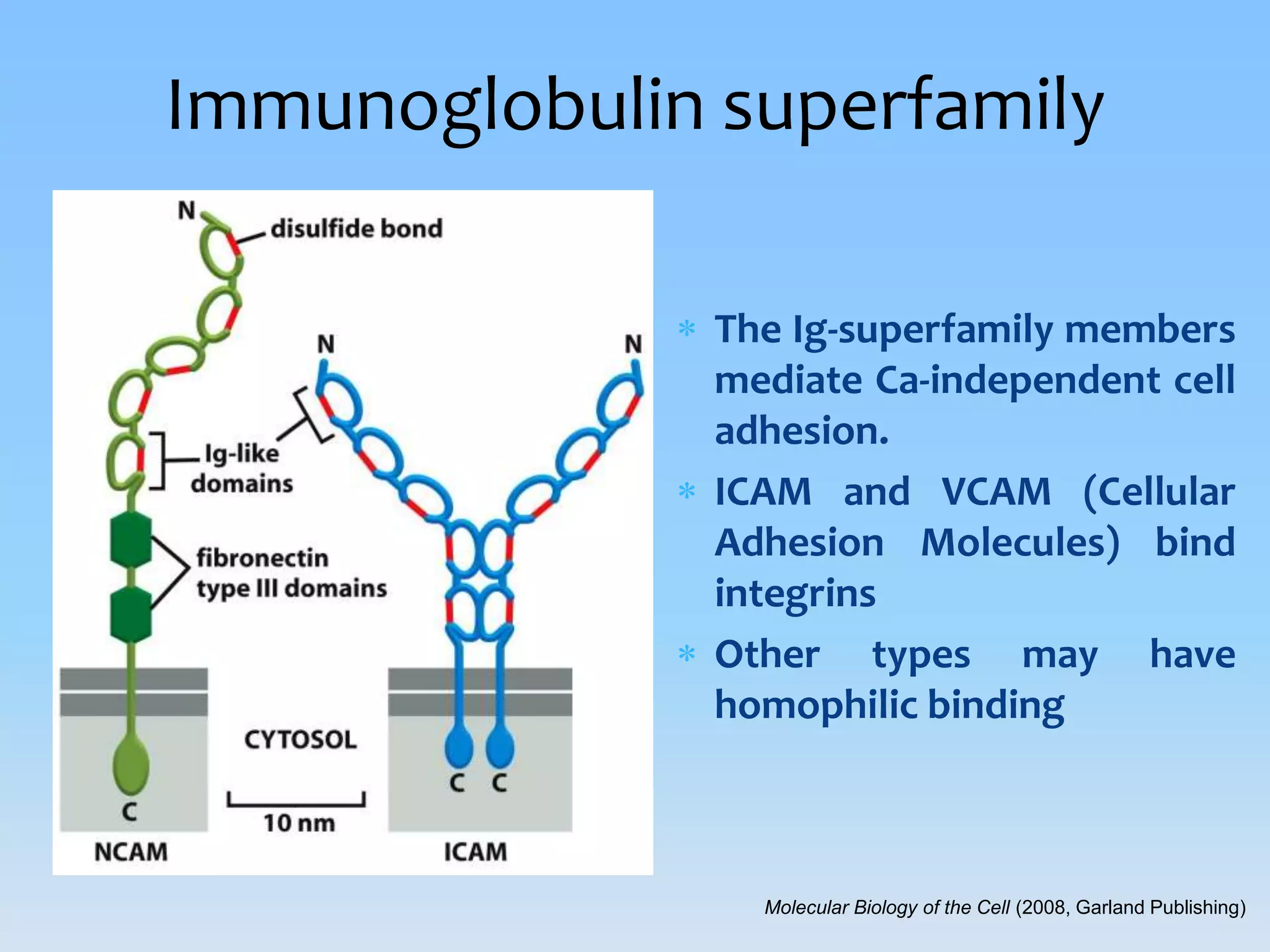 Cell-Cell Interaction (Part 1: Cell Junctions) | PPTX