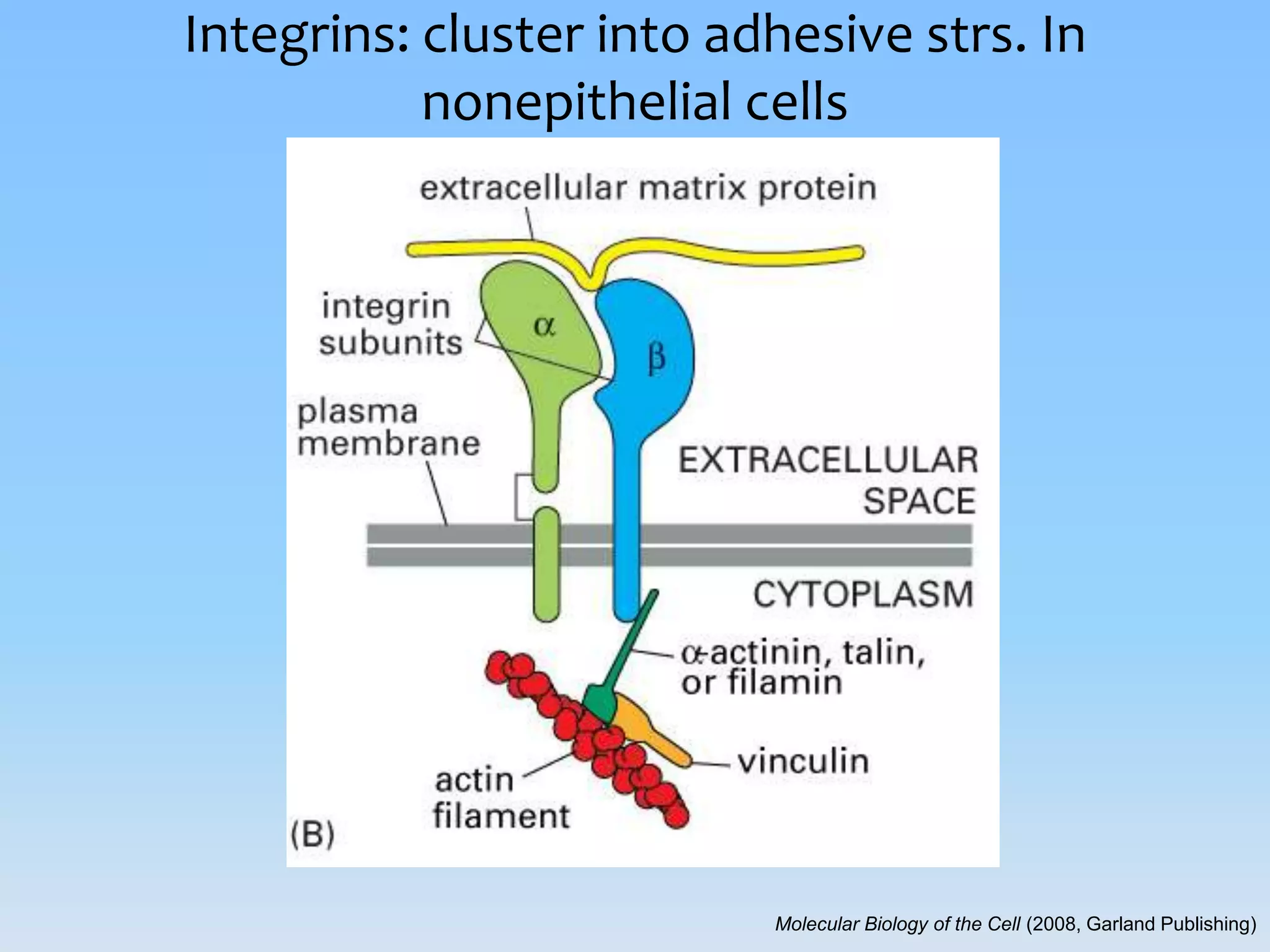 Cell-Cell Interaction (Part 1: Cell Junctions) | PPTX