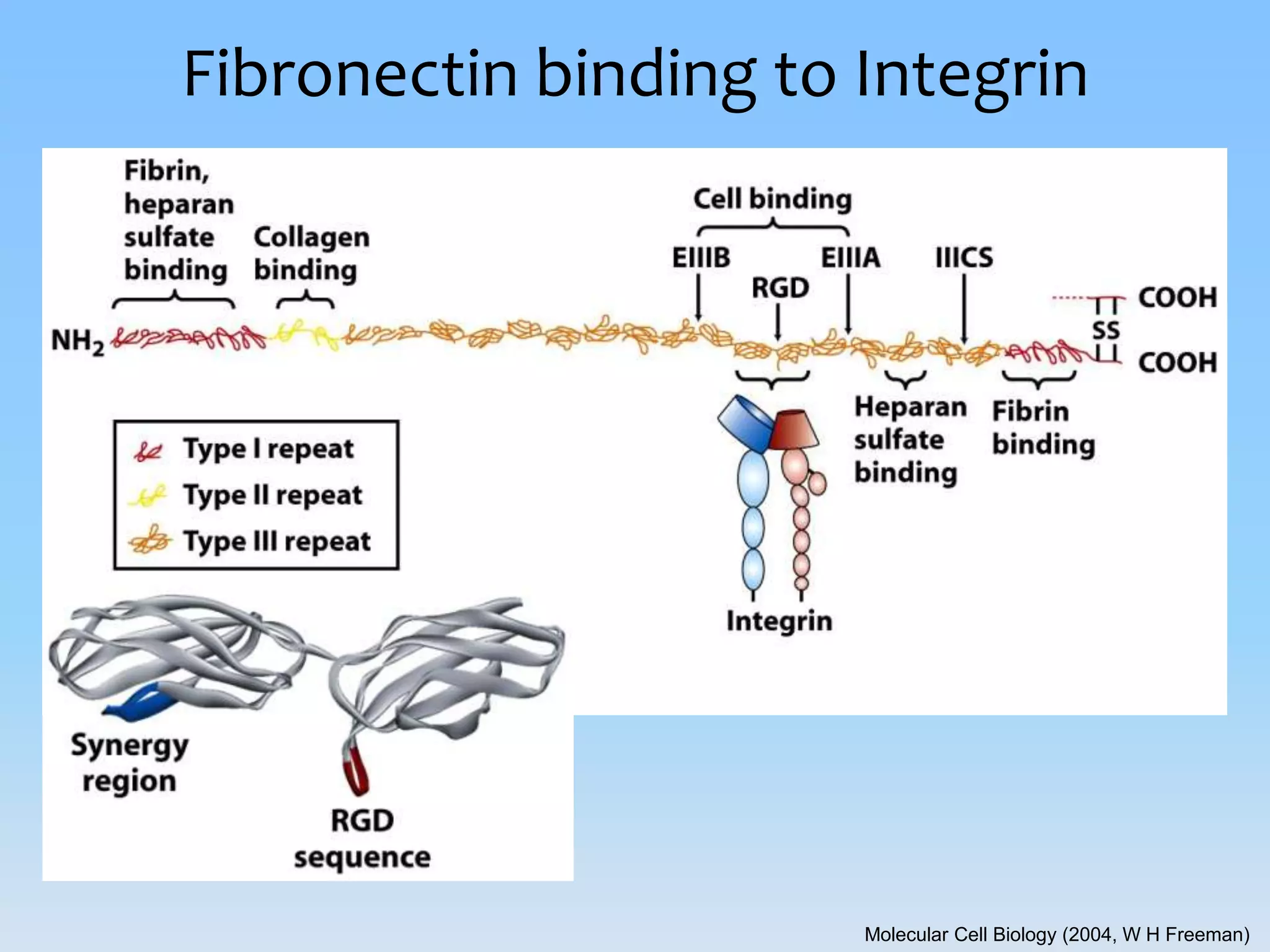 Cell-Cell Interaction (Part 1: Cell Junctions) | PPTX