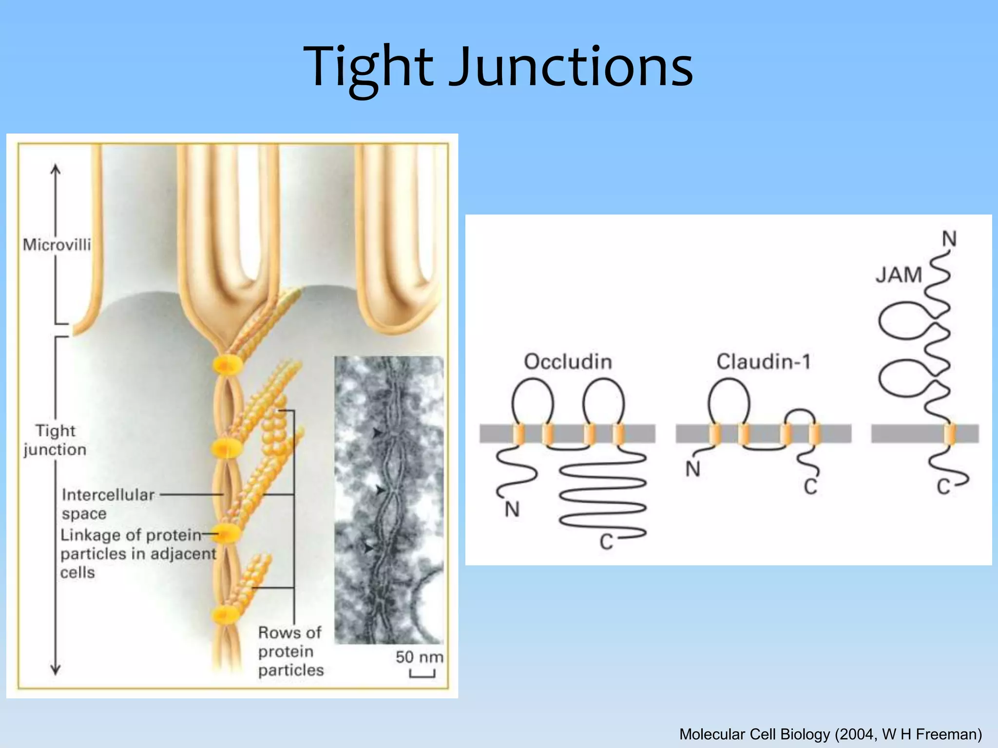 Cell-Cell Interaction (Part 1: Cell Junctions) | PPTX