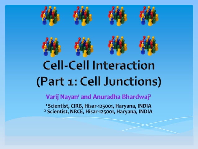 Cell Cell Interaction Part 1 Cell Junctions Pptx