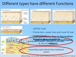 Cell-Cell Interaction (Part 1: Cell Junctions) | PPTX