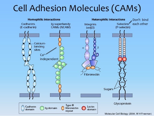 Activesheet cells
